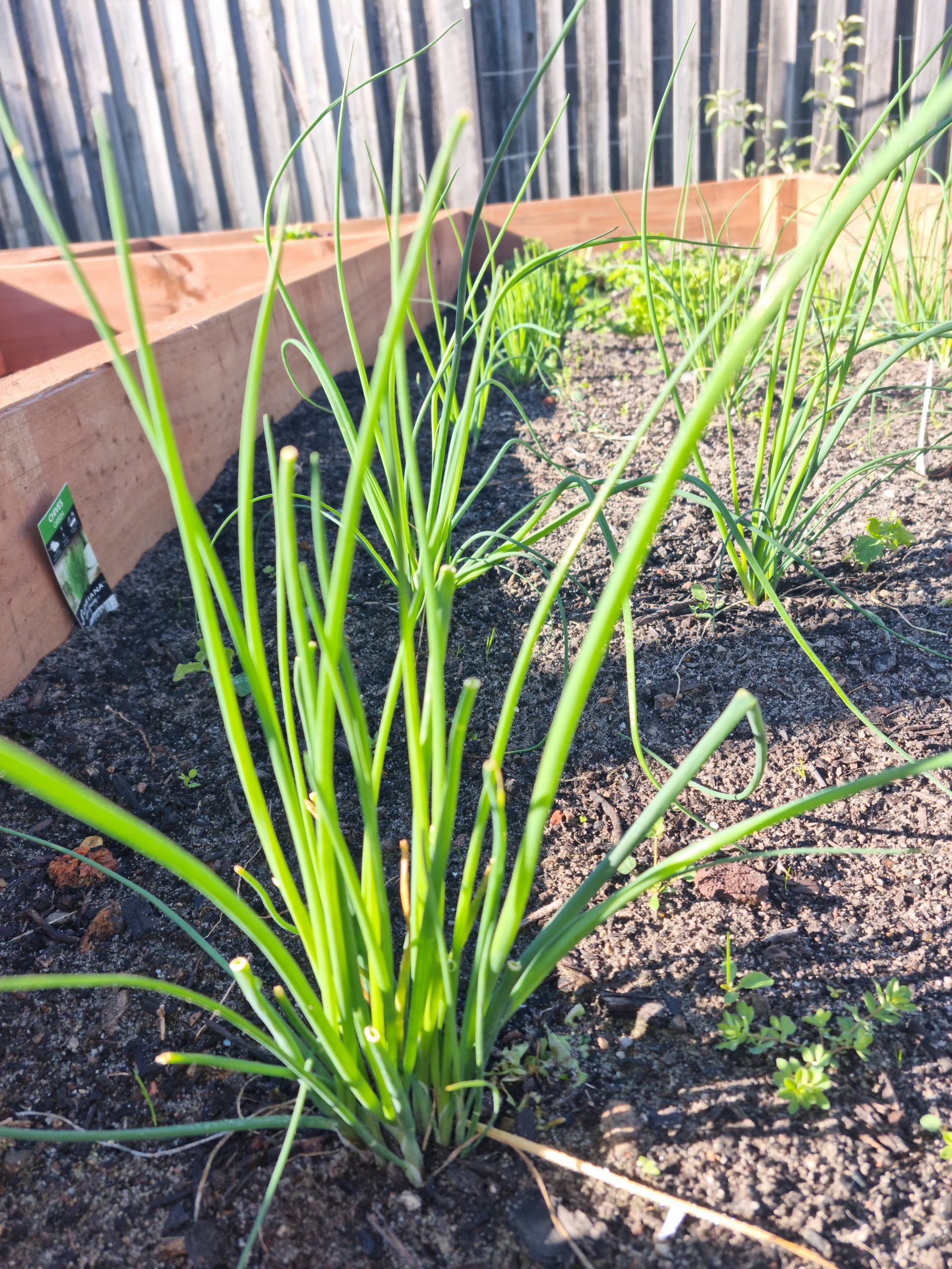 Benefits of Chives Growing in your Herb Garden - Little Learners Village